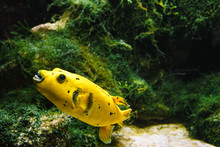 Smiling Blowfish Free Stock Photo - Public Domain Pictures