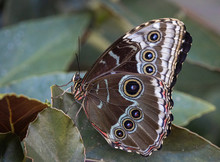 Brown Morpho Butterfly Free Stock Photo - Public Domain Pictures