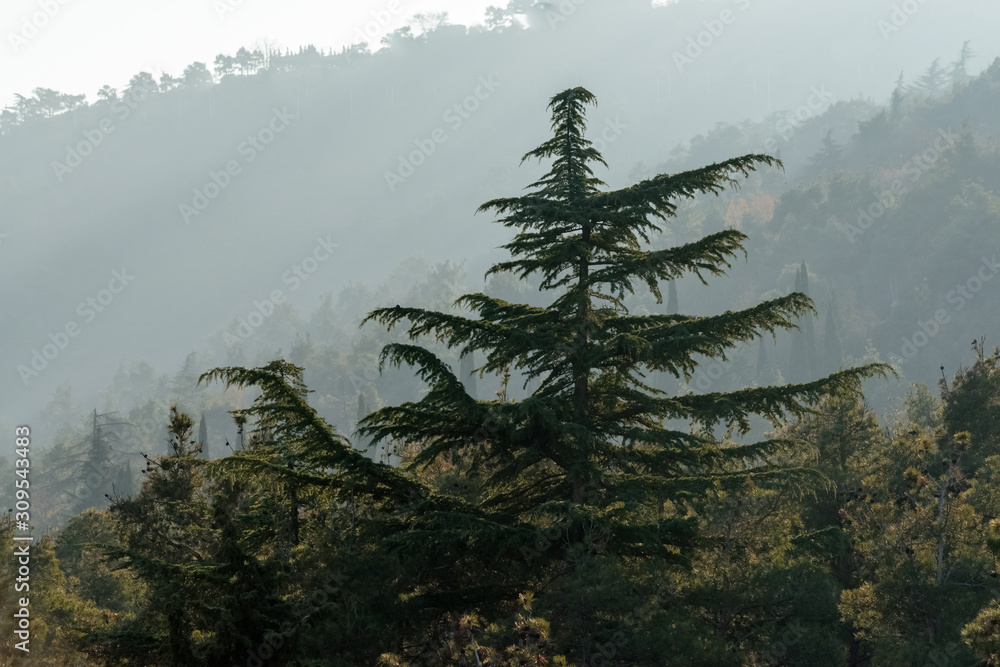 Beautiful fog shrouded virgin forest with early morning sun. Sun rays ...