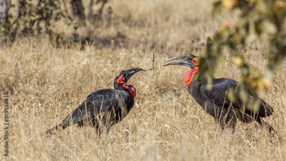 Two Southern Ground Hornbills playing in savannah in Kruger National ...