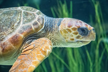 Range Of Sea Turtles Free Stock Photo - Public Domain Pictures