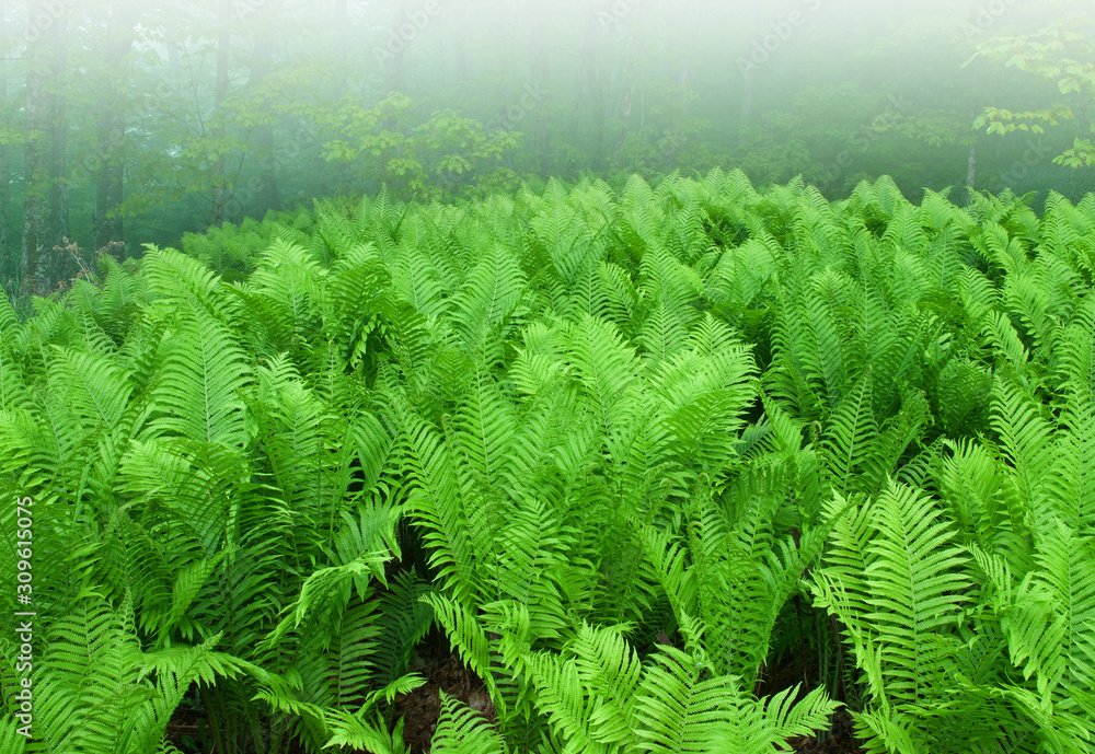 Spring landscape of sensitive ferns in fog, Pictured Rocks National ...