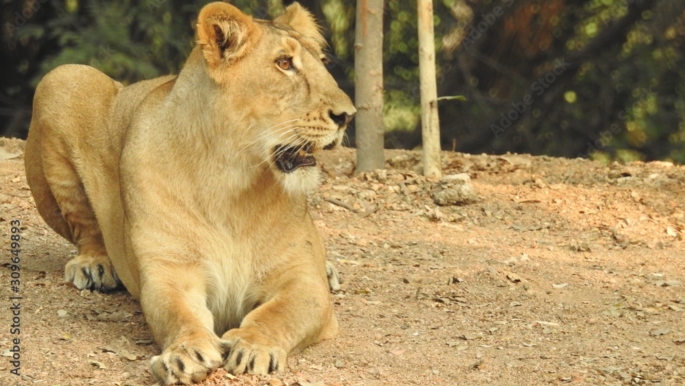 Beautiful and strong lioness with clear eyes. Muzzle of the beast close ...