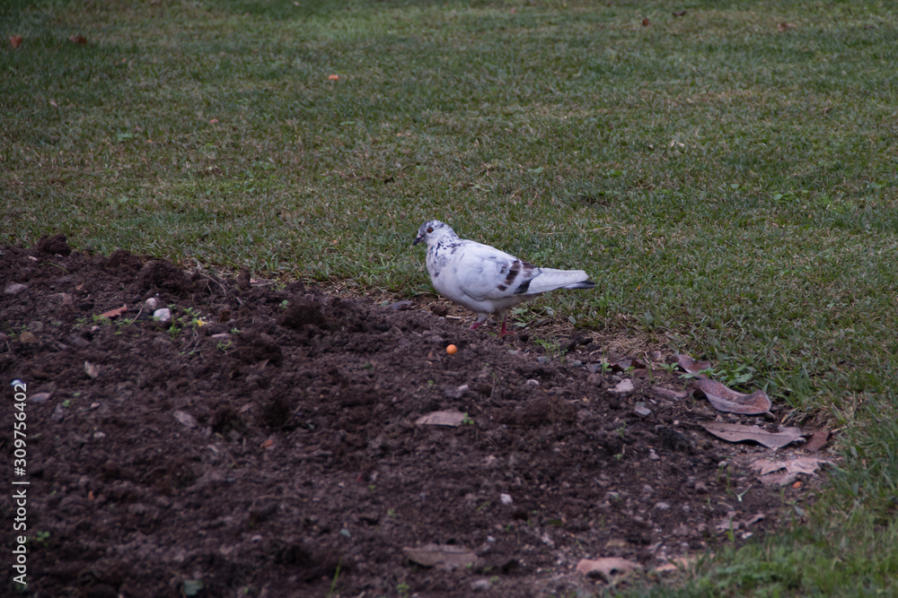 Palomas coloridas en su entorno natural, conviviendo con el ser humano ...
