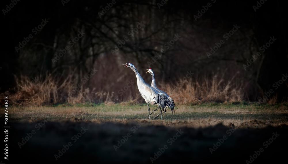 Crane, Nature habitat background , Bird Common Crane. Grus grus. Stock ...