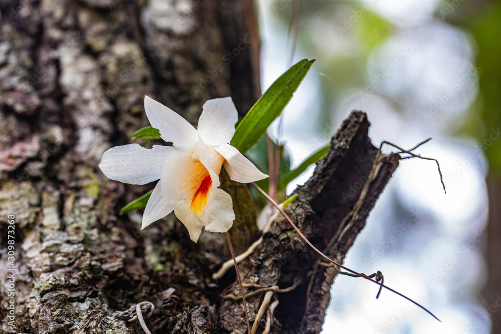 Dendrobium fuerstenbergianum Schltr., Beautiful rare wild orchids in ...