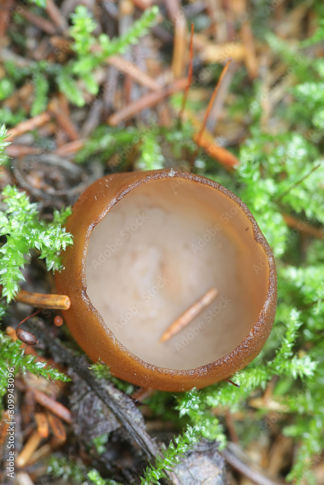 Humaria hemisphaerica, known as the hairy fairy cup, the brown-haired ...