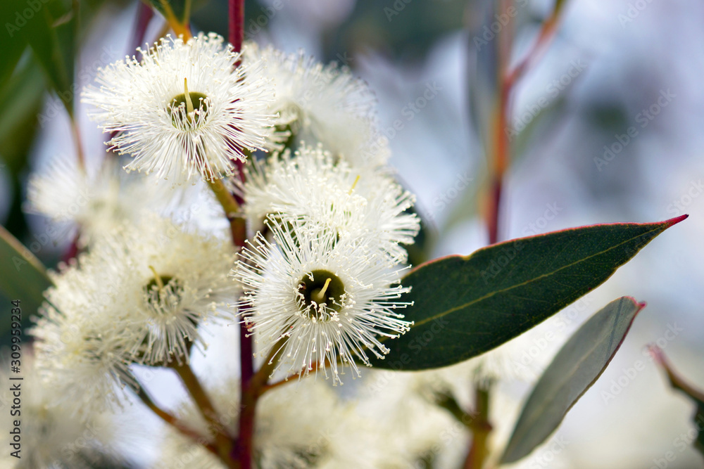 White blossoms of the Australian native Red Bloodwood, Corymbia ...