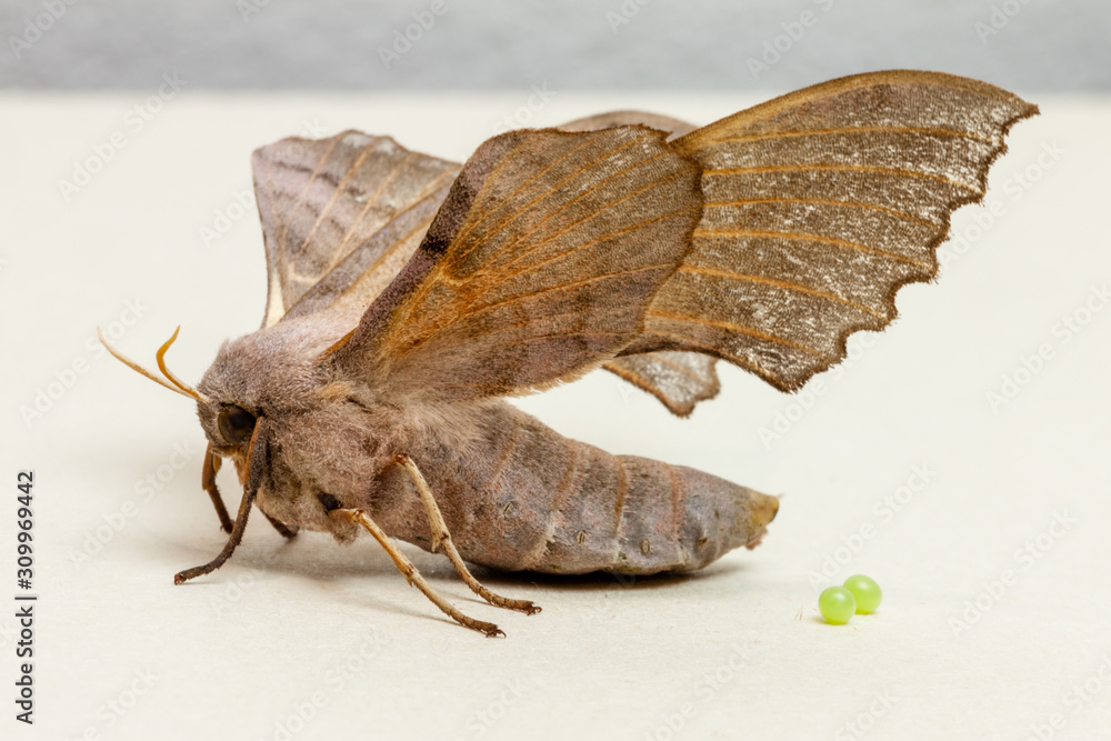 Poplar hawk-moth (Laothoe populi) laying green eggs. Very detailed side ...