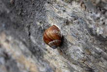Snail Shell House Vintage Free Stock Photo - Public Domain Pictures