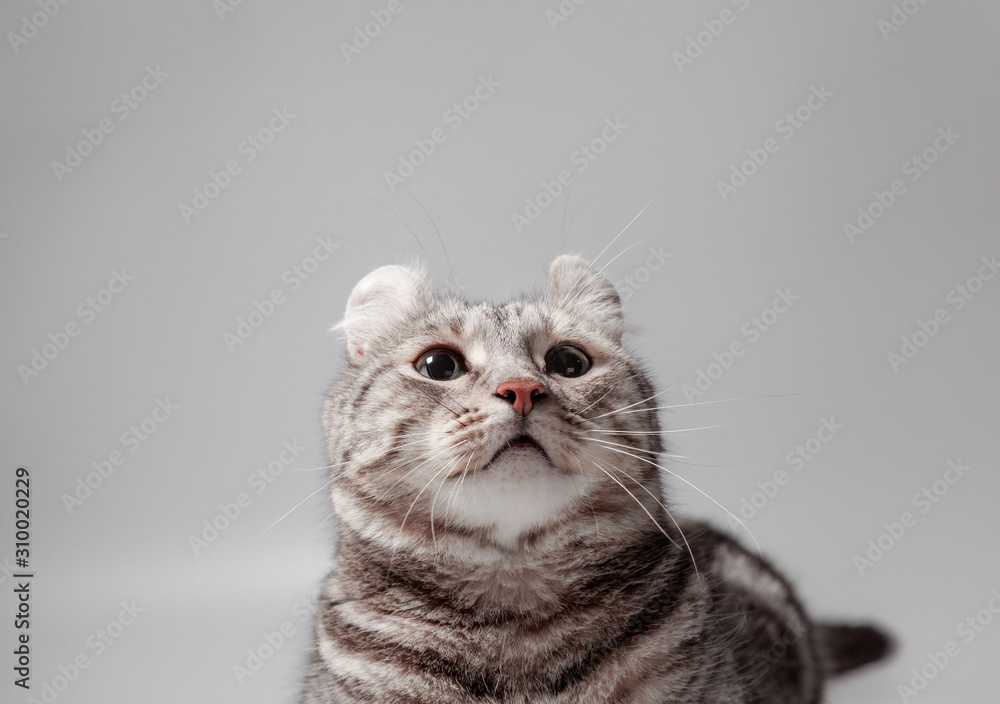 American curl cat Silver tabby color Which ears, roll cute ginger ...