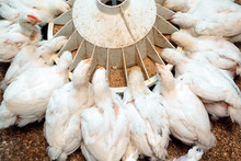Chickens Feeding Free Stock Photo - Public Domain Pictures