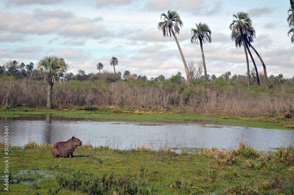 Carpincho en su habitat de conservación natural / Parque Nacional El ...