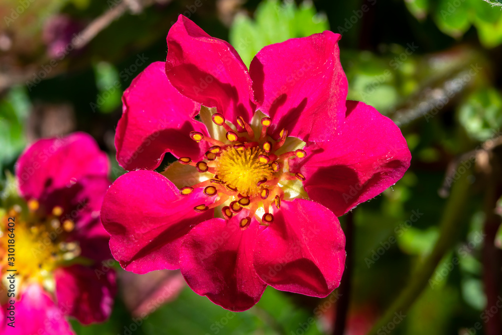 Fragaria x ananassa 'Samba' a red strawberry hybrid ornamental grown ...