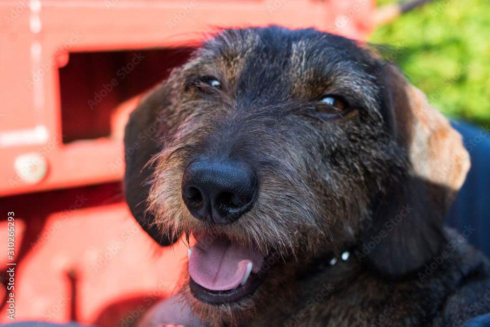 Mon copain Stock Photo | Adobe Stock