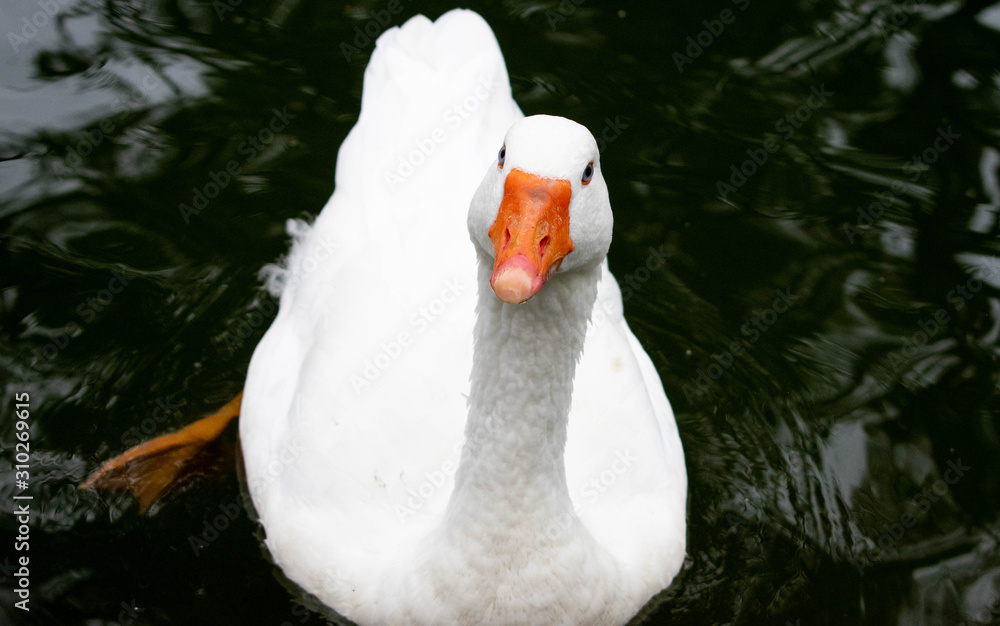 Pato blanco Stock Photo | Adobe Stock