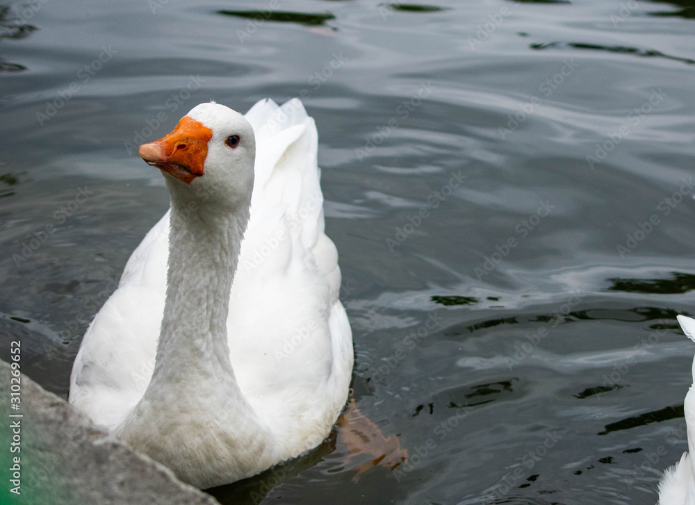 Pato blanco Stock Photo | Adobe Stock
