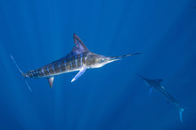 Blue Marlin Free Stock Photo - Public Domain Pictures