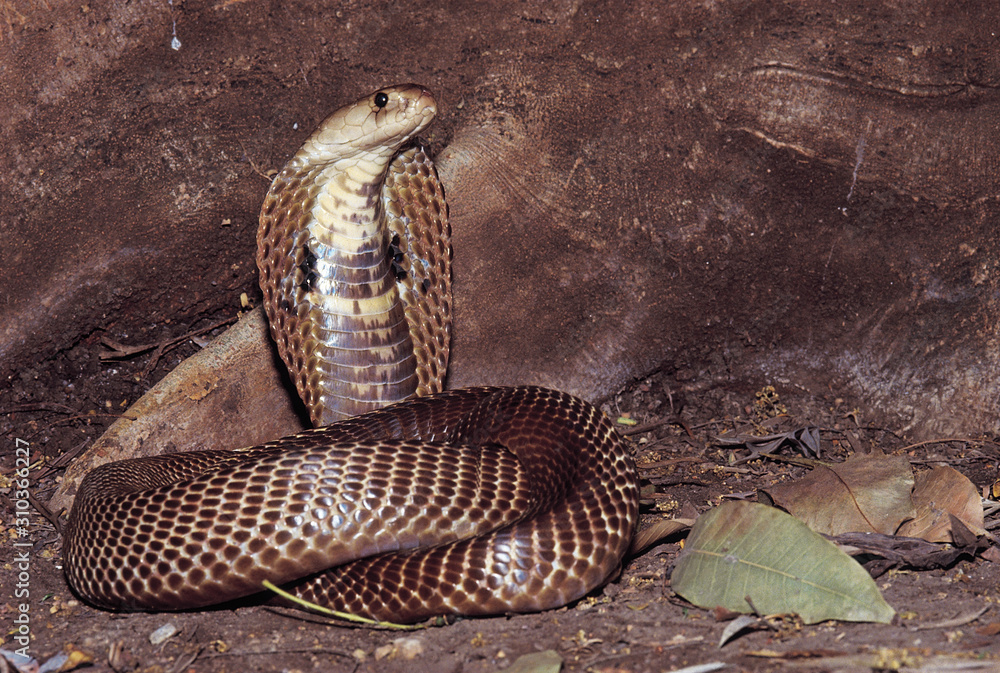 Naja Naja. Common/Spectacled Cobra displaying the classic 'snake ...