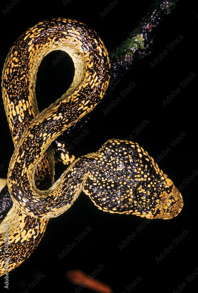 Trimeresurus malabaricus MALABAR PIT VIPER. Venomous. Photograph shows ...
