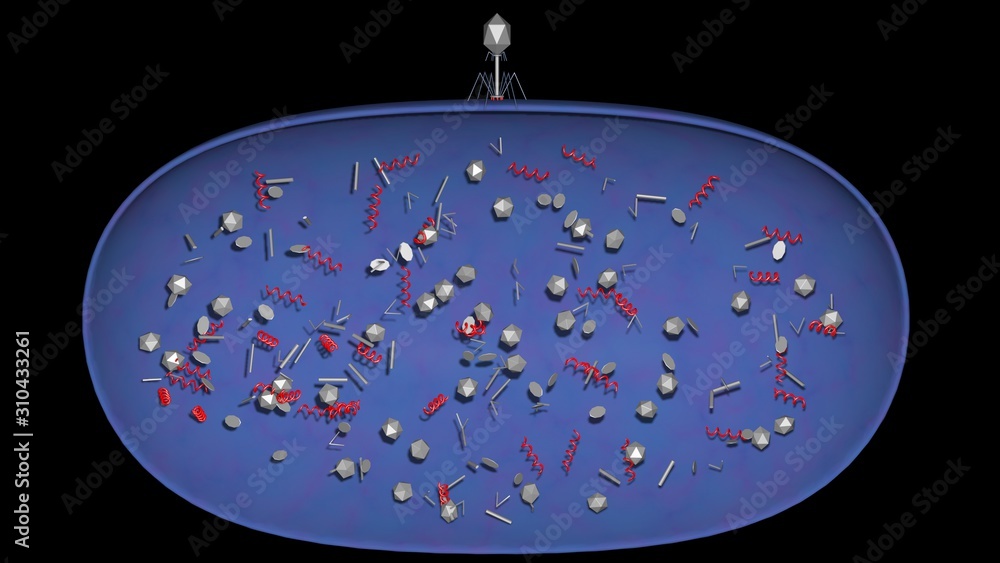 Ilustración de Stock Phage , Bacteriophage infecting and killing ...