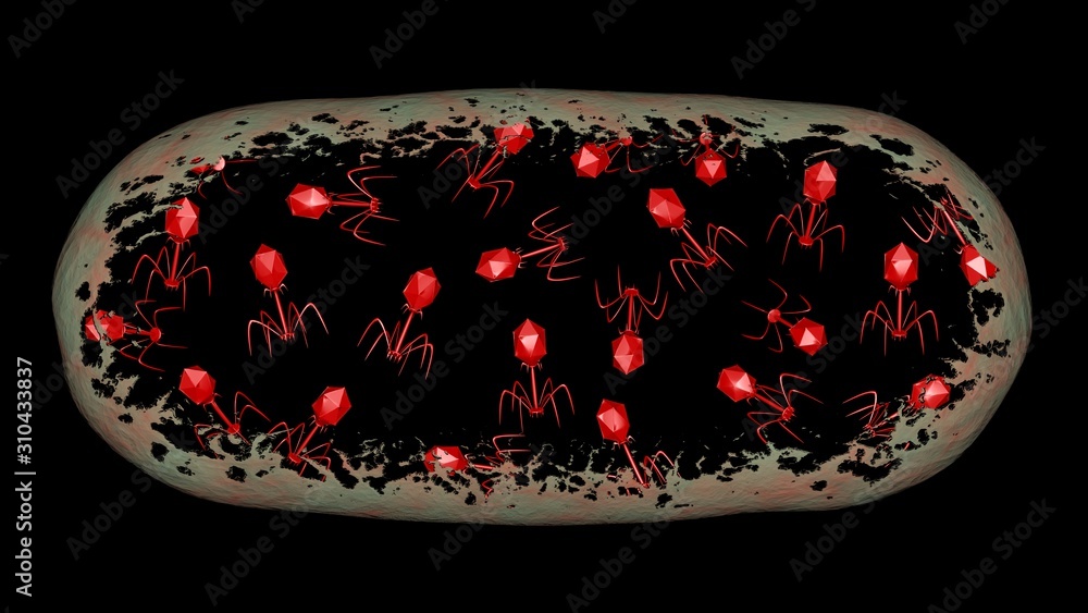 Phage , Bacteriophage infecting and killing bacteria . Injects DNA into ...