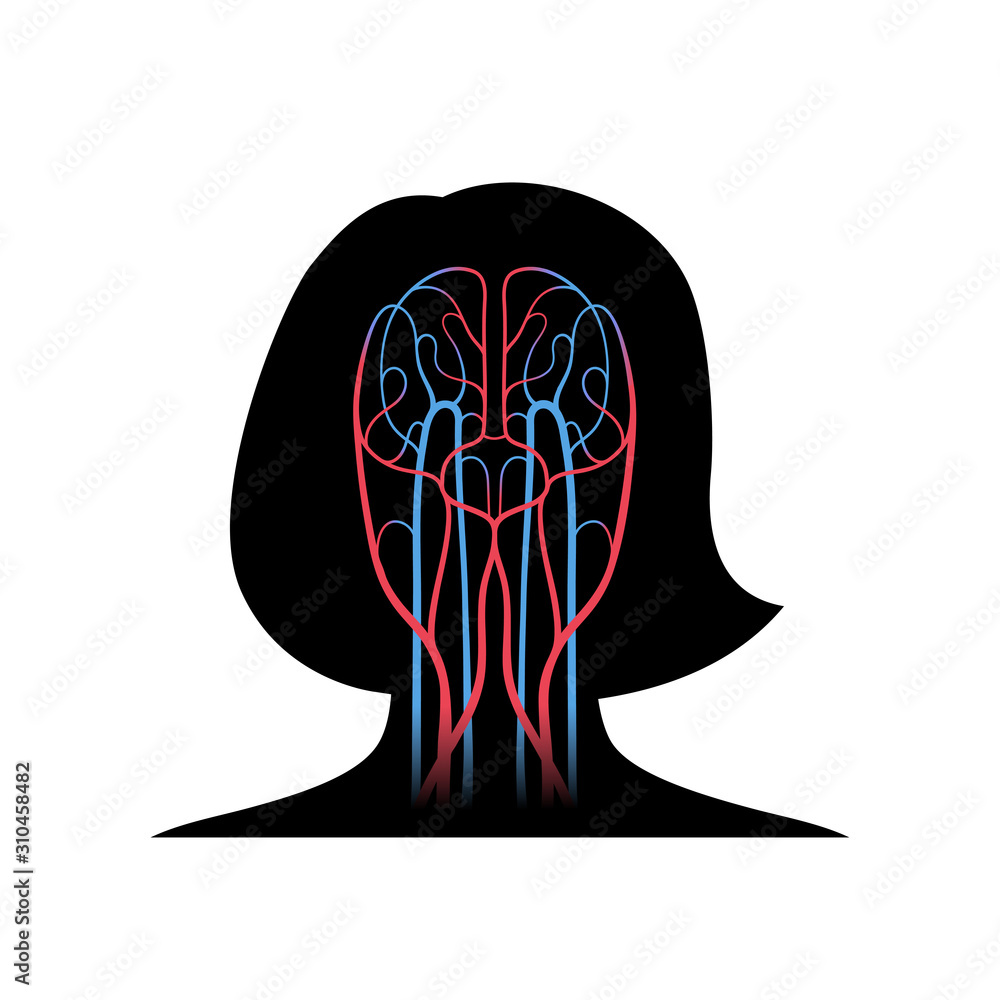 circulatory system anatomy Stock Vector | Adobe Stock
