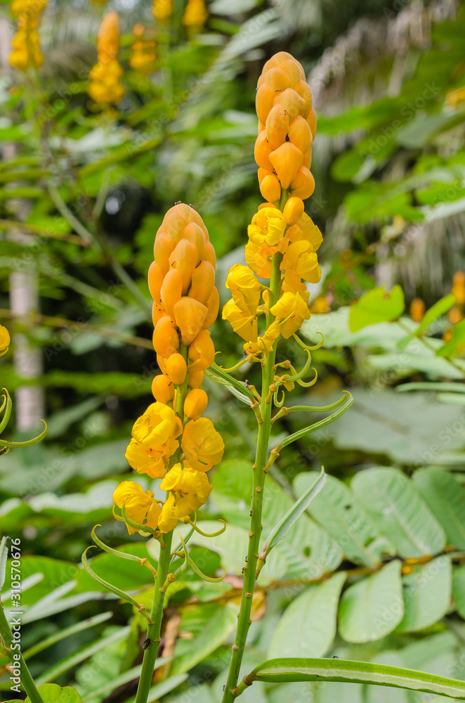 Ringworm Bush Flower or Candle Bush Flower (botanical name is Senna ...