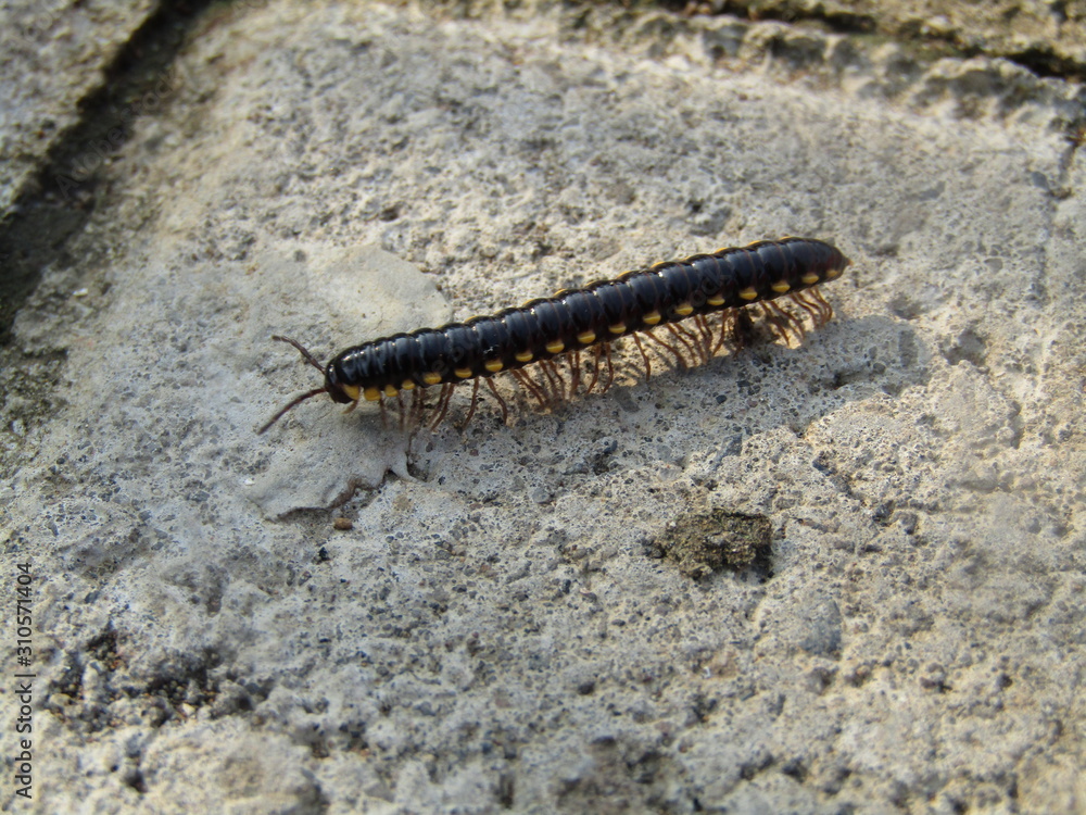 Close up view of ulat bulu gagak kaki seribu or luwing or caterpillar ...