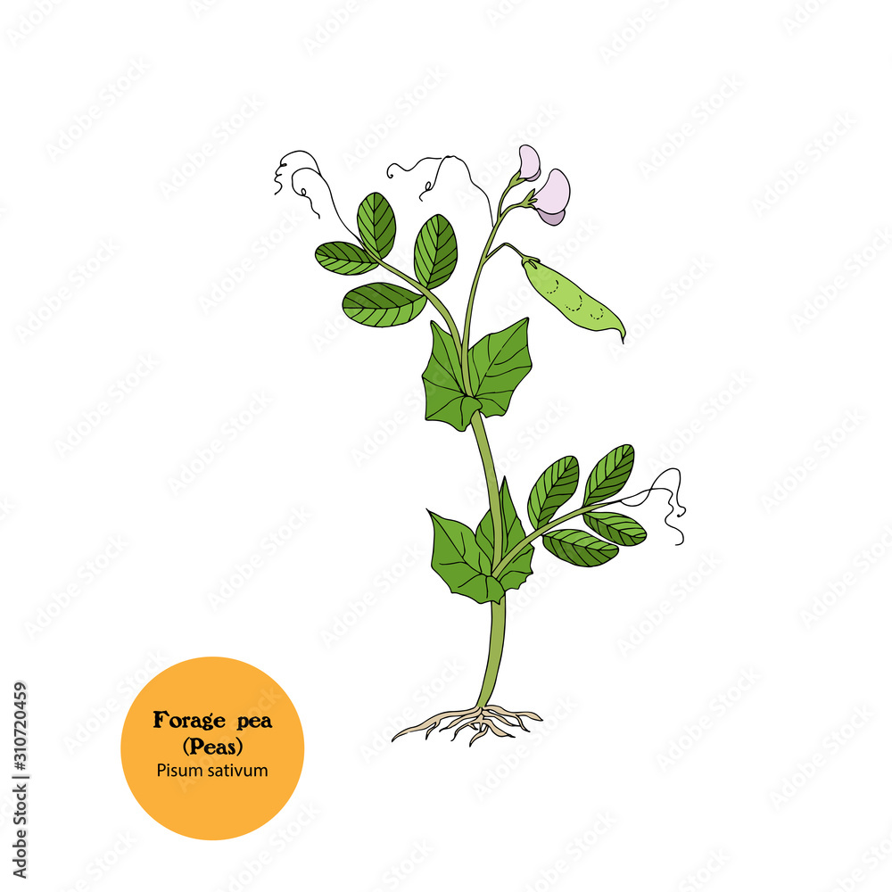 Hand drawn illustration of forage pea plant, Pisum sativum, simple ...