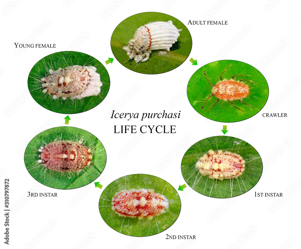 ภาพถ่าย Stock Cottony Cushion Scale, Icerya purchasi (Hemiptera ...