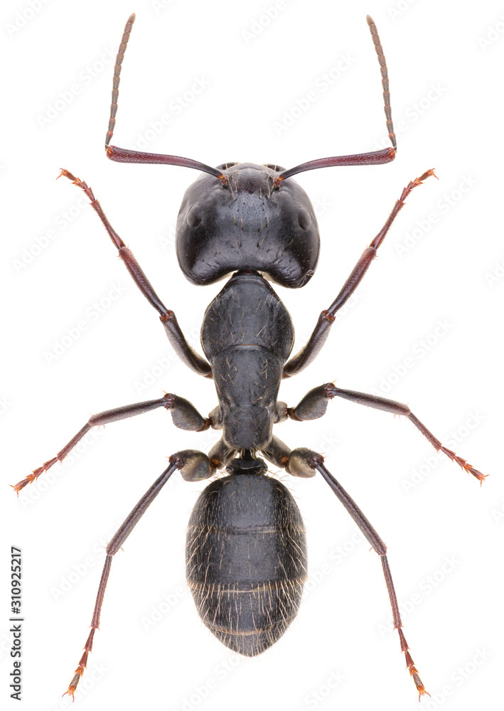 Large, black carpenter ant Camponotus vagus isolated on white ...