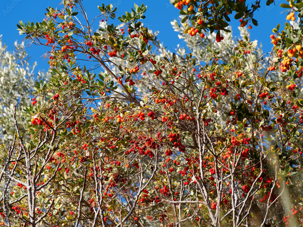 Strawberry tree (Arbutus unedo) a mediterranean shrub full of ripe and ...
