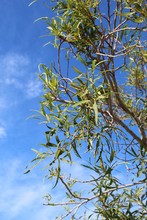 Karee Tree And Undergrowth Free Stock Photo - Public Domain Pictures