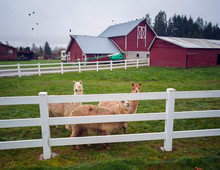 Alpacas In A Farm Barn Free Stock Photo - Public Domain Pictures