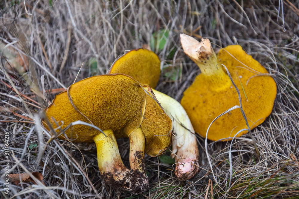 Suillus granulatus, known as the weeping bolete or the granulated ...