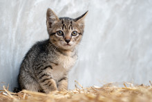 Tabby Cat In The Straw Free Stock Photo - Public Domain Pictures
