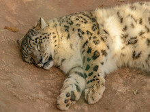 Snow Leopard Paws Free Stock Photo - Public Domain Pictures