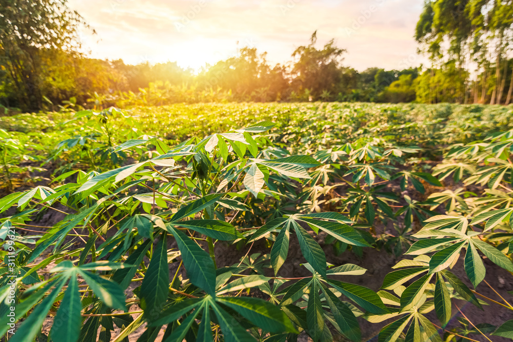 Tapioca farm, potato farm, tapioca plantation, agriculture background ...