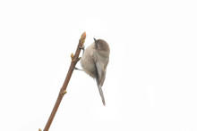 American Bushtit Bird Free Stock Photo - Public Domain Pictures