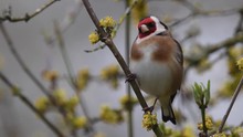 Cardinal Bird And Yellow Flowers Free Stock Photo - Public Domain Pictures
