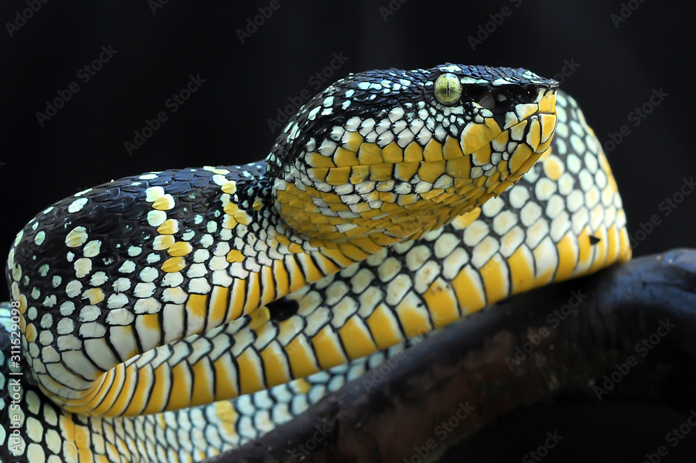 Tropidolaemus wagleri Bandotan temple is a type of poisonous tree snake ...