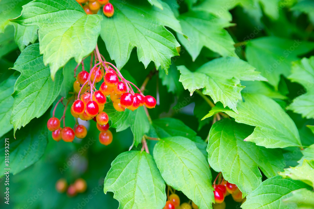 Red viburnum berries on a branch in the garden. Viburnum viburnum ...