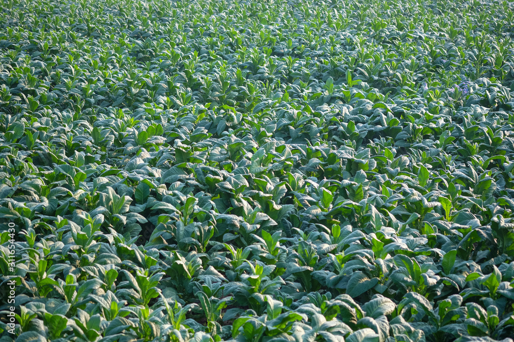 Blooming tobacco plants with leaves. Green leaf tobacco. Tobacco big ...