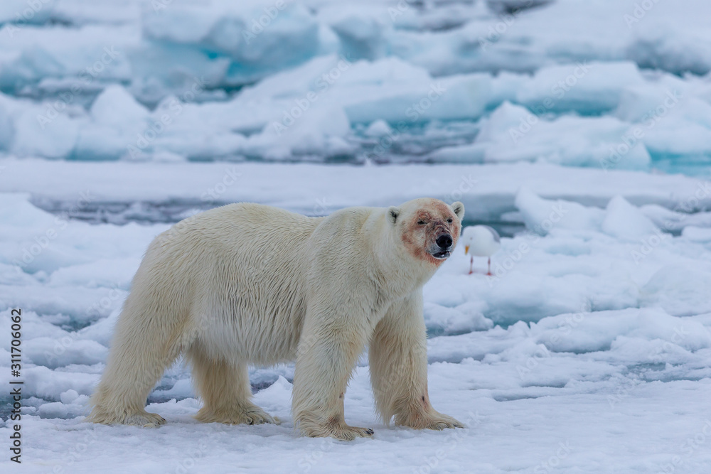 animal, arctic, bear, big, blue, boulders, canada, carnivore, cold ...