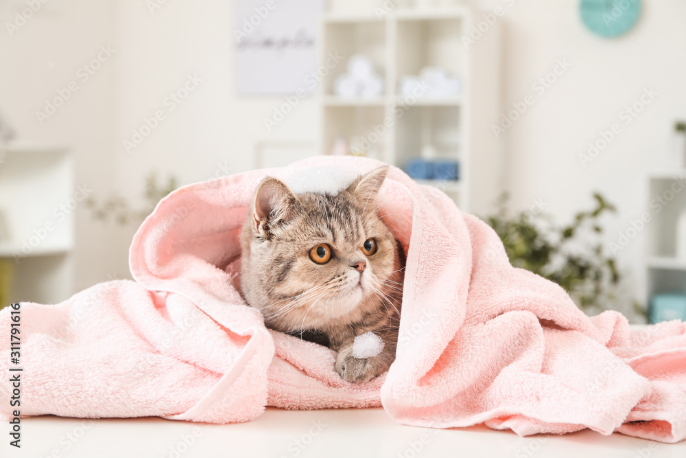 Cute funny cat after washing in grooming salon Stock Photo | Adobe Stock