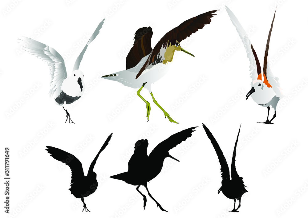 Cute water birds. Vector image. White background. Stock Vector | Adobe ...