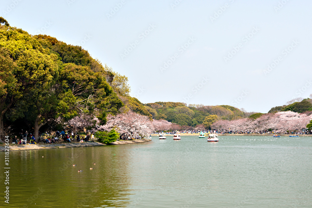 Full blooming of cherry blossom at Akashi park in Hyogo prejecture ...
