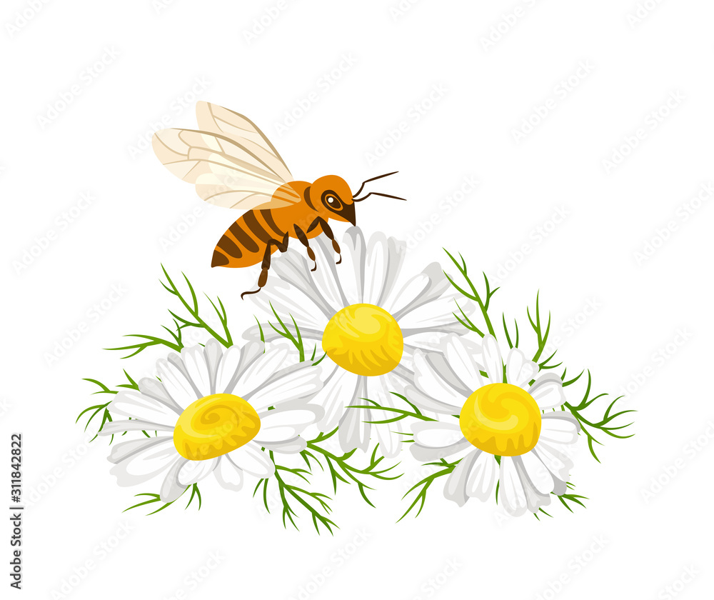 Honey bee collecting nectar on daisy flowers. Bee and wildflowers ...
