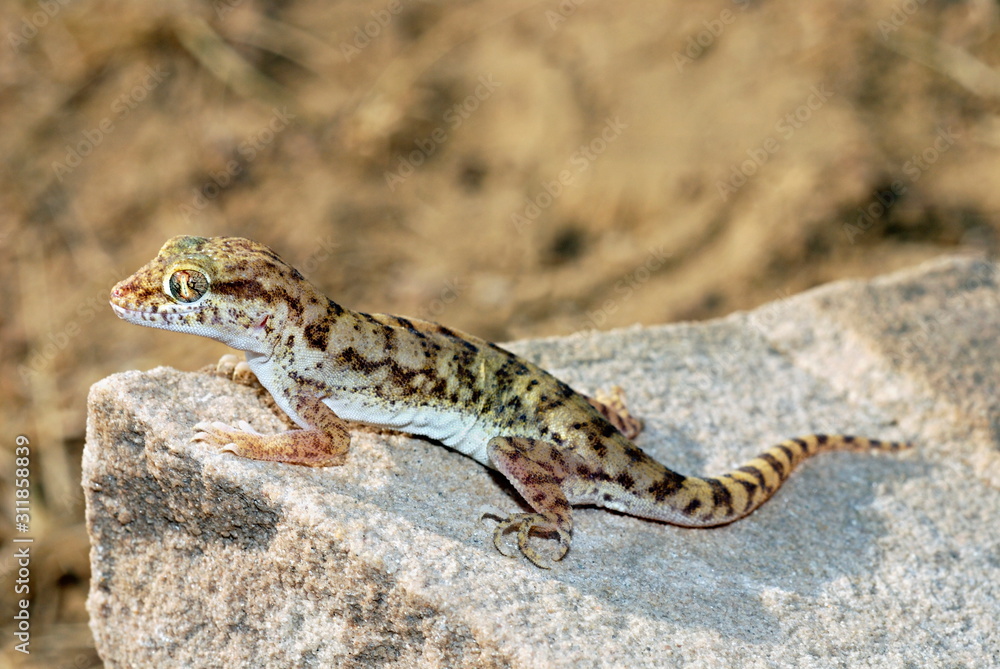 Sindh Sand Gecko. Crossobamon orientalis, Sam, Jaisalmer, Rajasthan ...